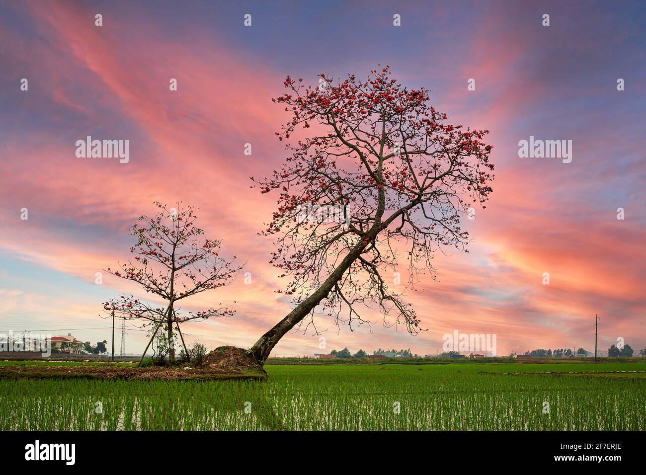 Big tree in color sky Stock Photo - Alamy