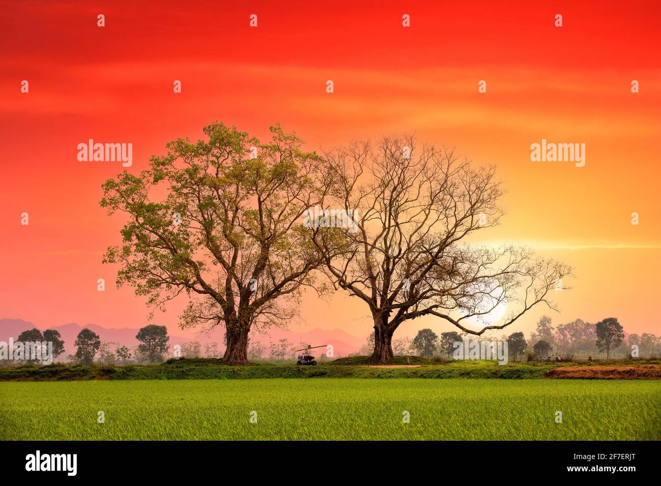 Big tree in color sky Stock Photo - Alamy