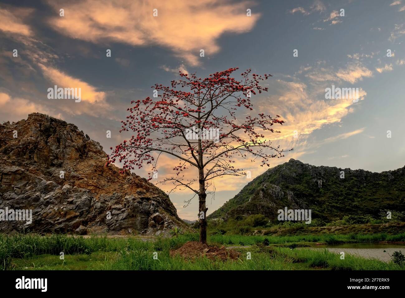 Big tree in color sky Stock Photo - Alamy