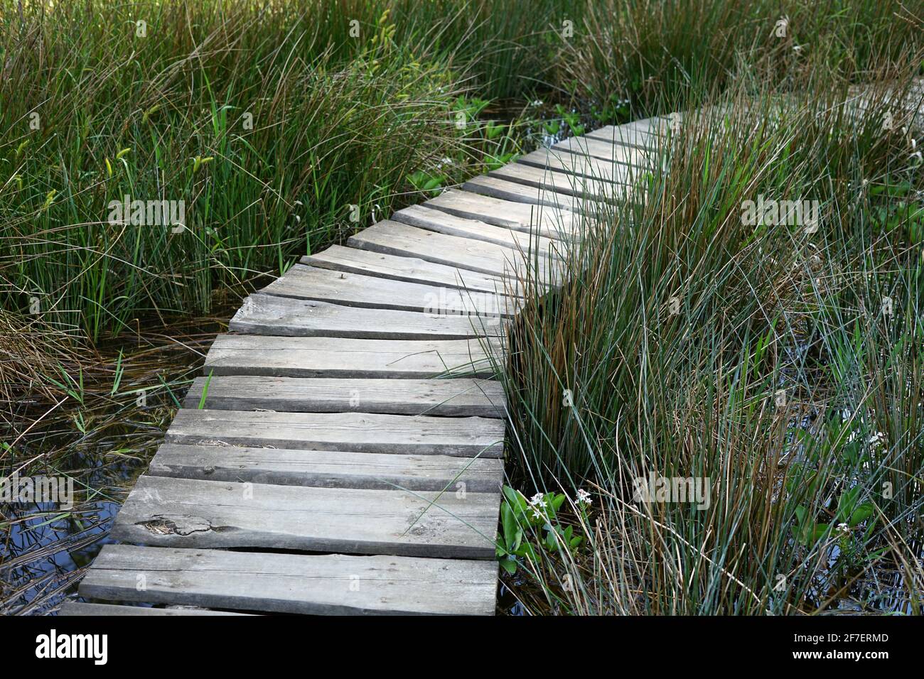 Wooden board walk in bog with water plants in modern garden concept ...
