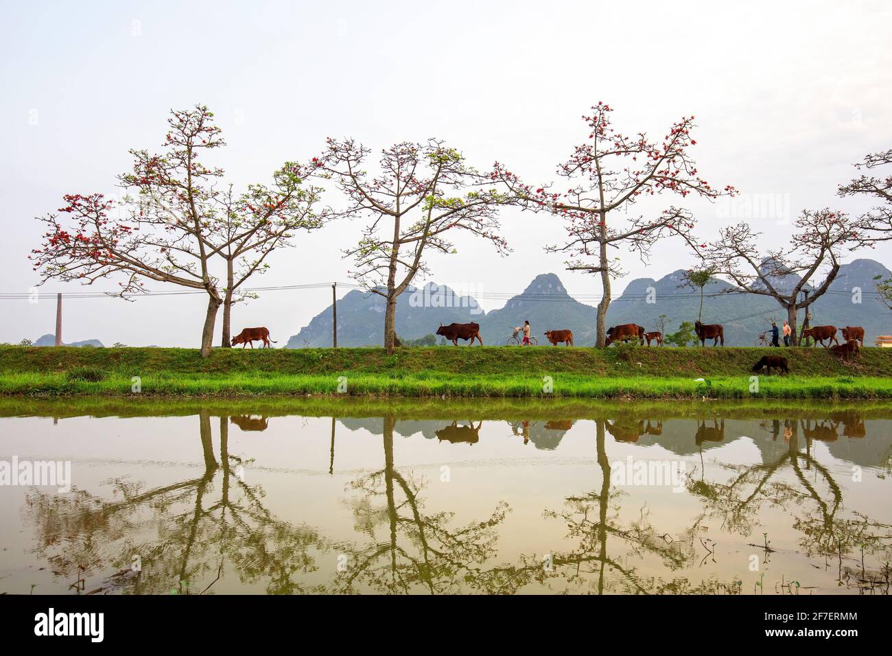 Big tree in color sky Stock Photo - Alamy