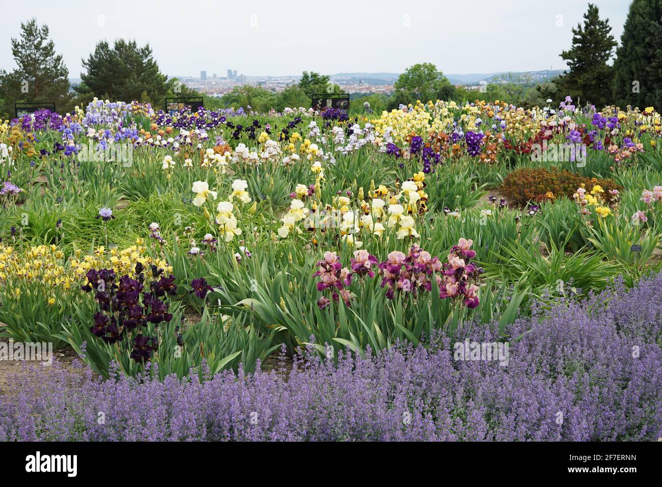 Iris colourful flowers in botanical garden, Prague, Czech Republic ...