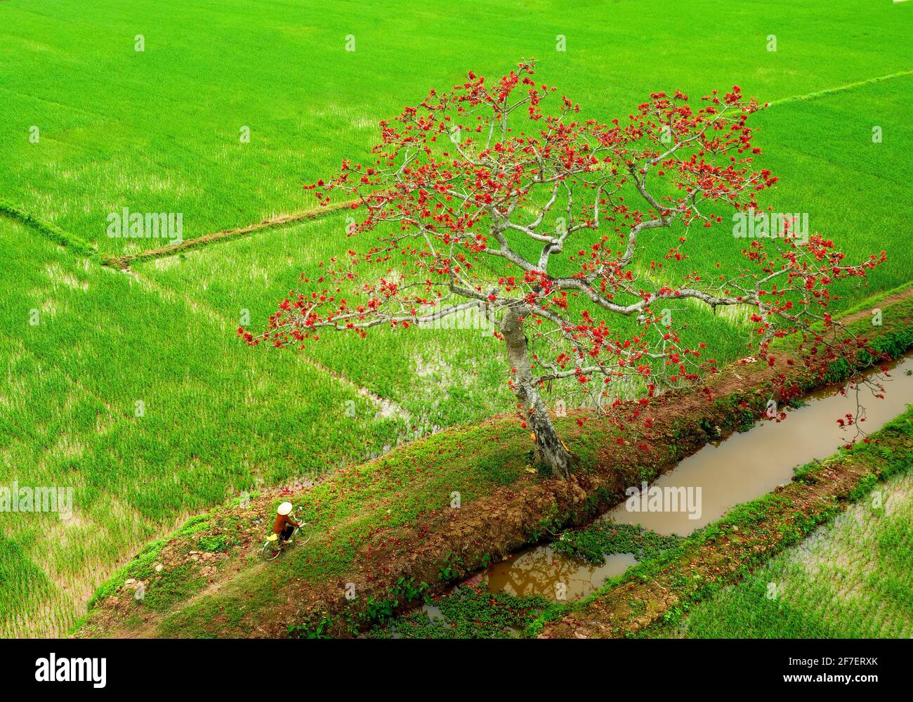 Big tree in color sky Stock Photo - Alamy