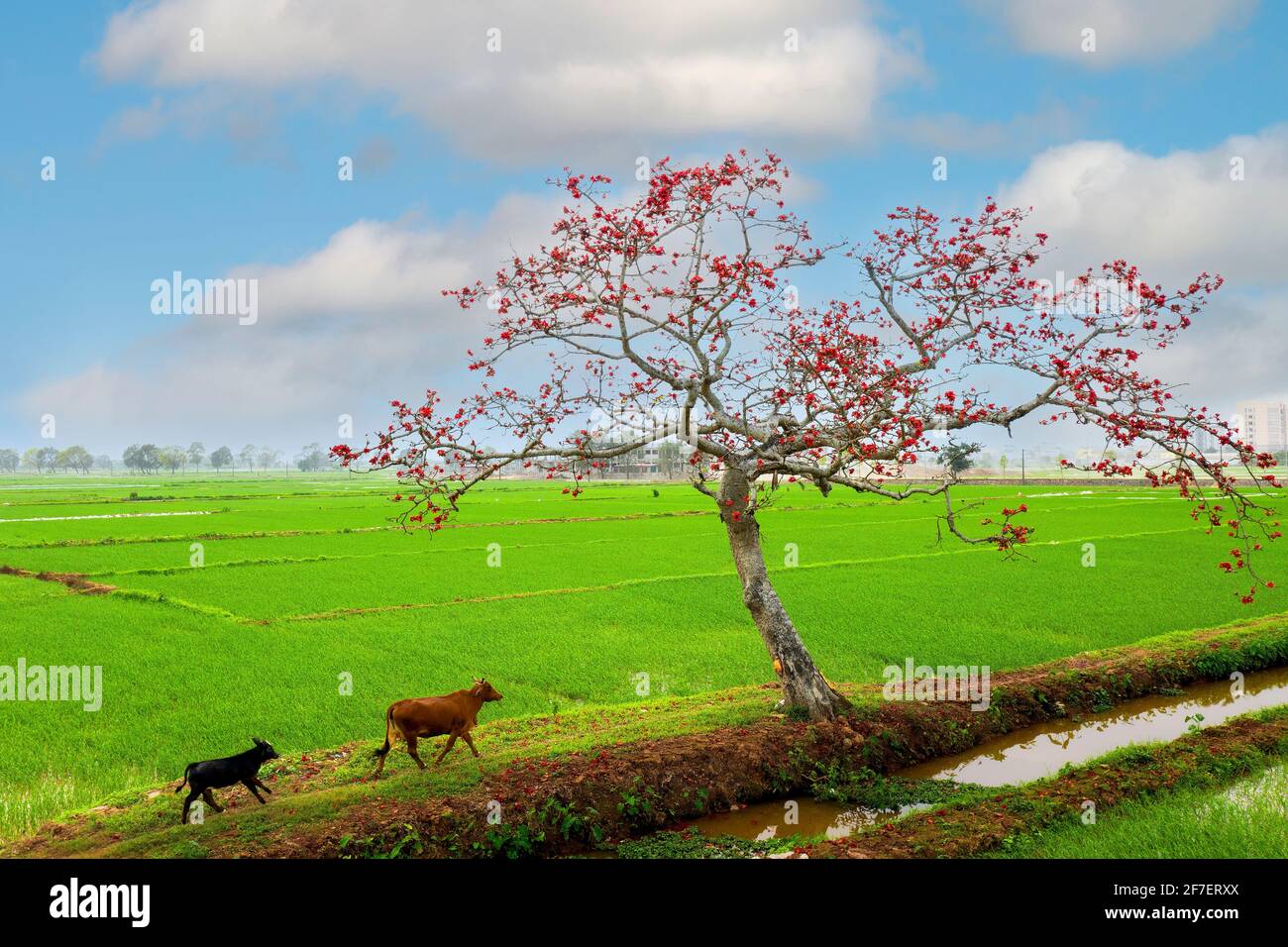 Big tree in color sky Stock Photo - Alamy