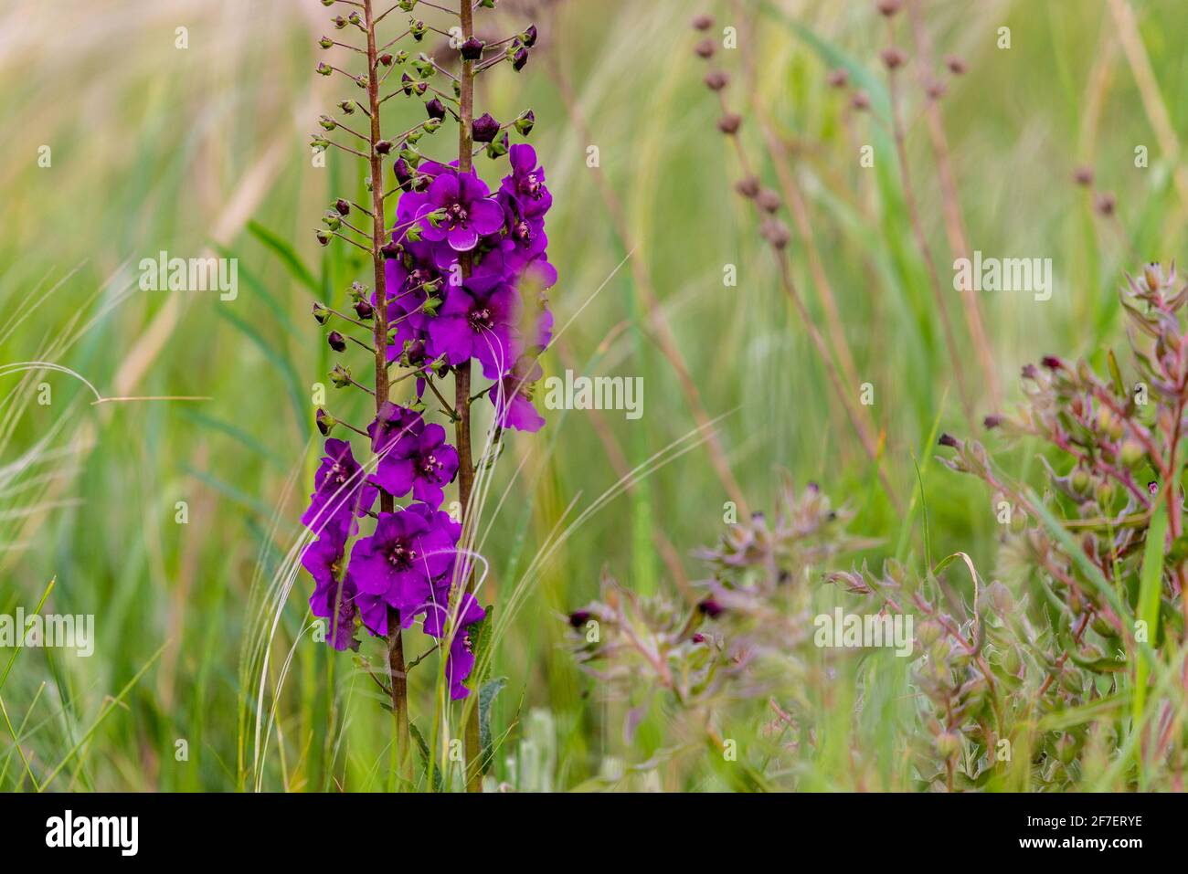 Verbascum phoeniceum flower, Purple mullein or temptress purple plant ...
