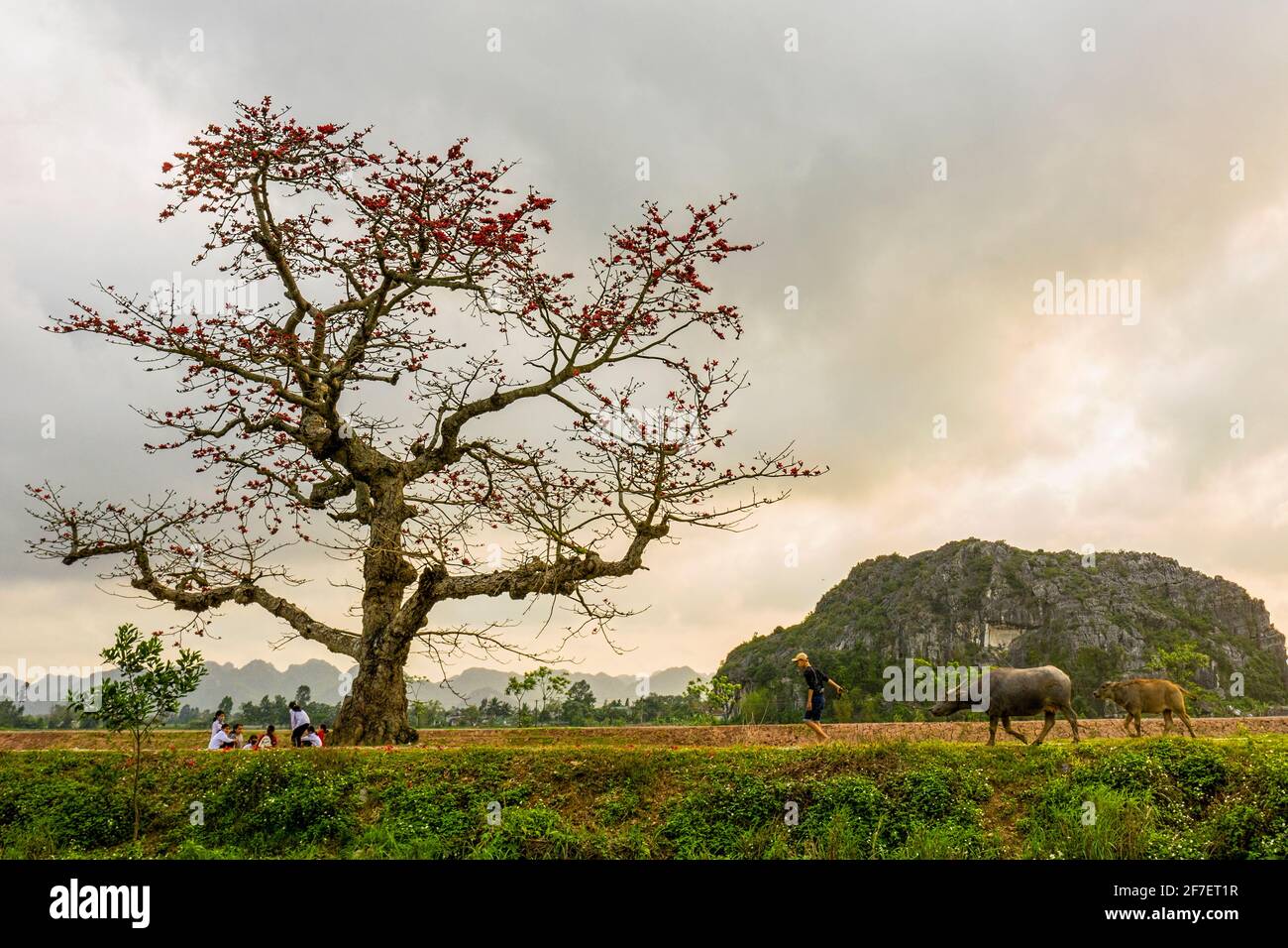 Big tree in color sky Stock Photo - Alamy