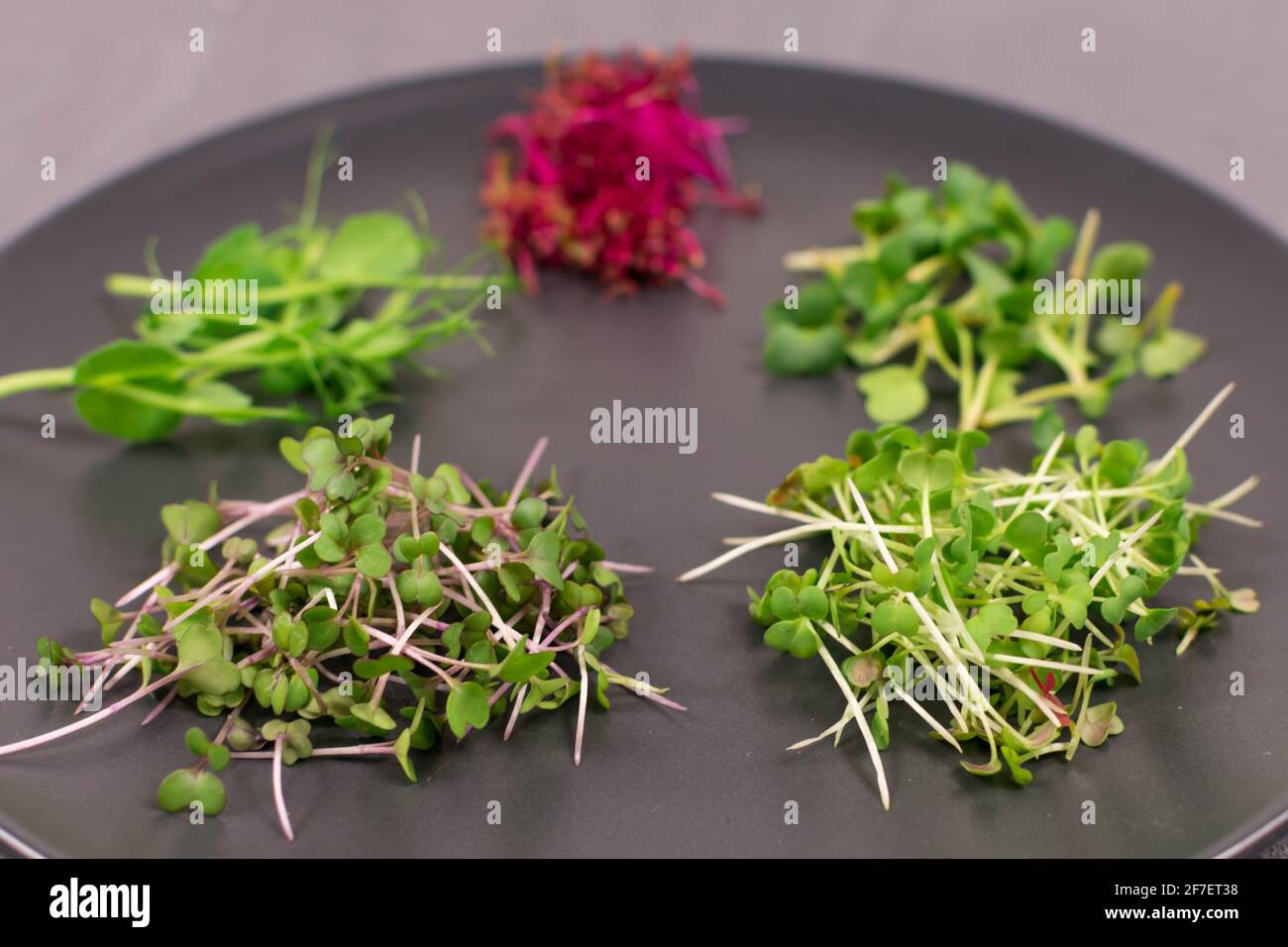 Amaranth microgreens hi-res stock photography and images - Alamy