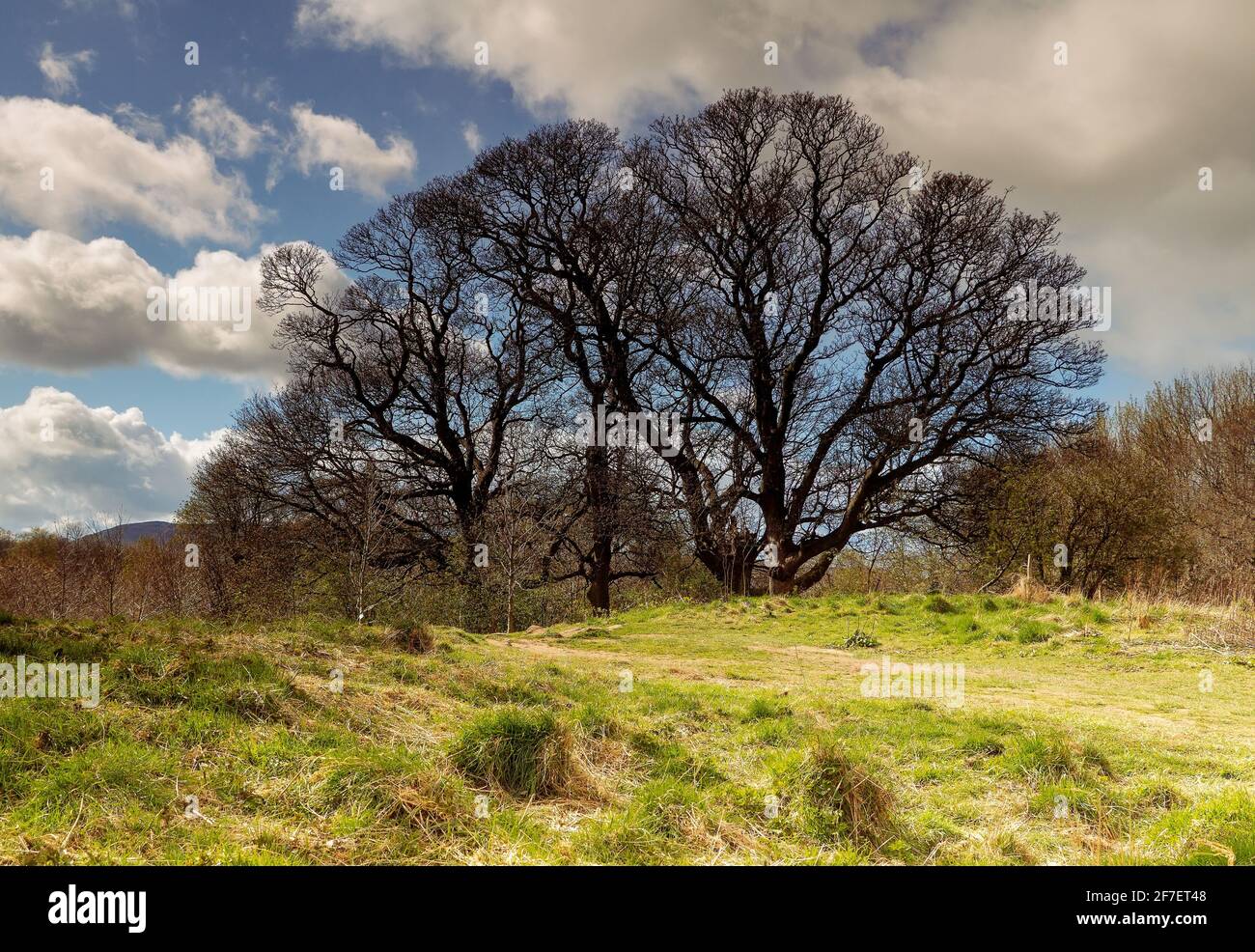 Craigmillar Castle Park has wooded areas and open spaces for the public ...