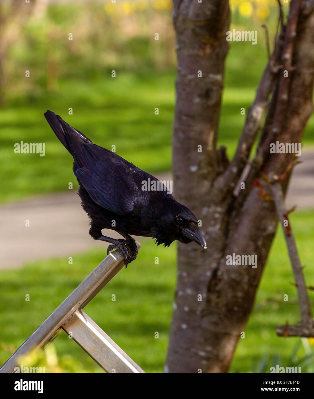 Corvus about to fly away from it's perch in Figgate Park, Edinburgh ...