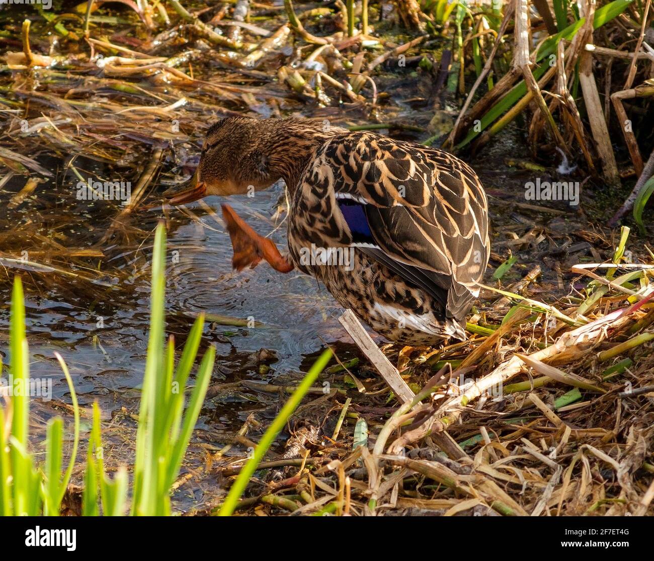 Mallard Duck (Anas platyrhynchos) standing on one leg near water on an ...