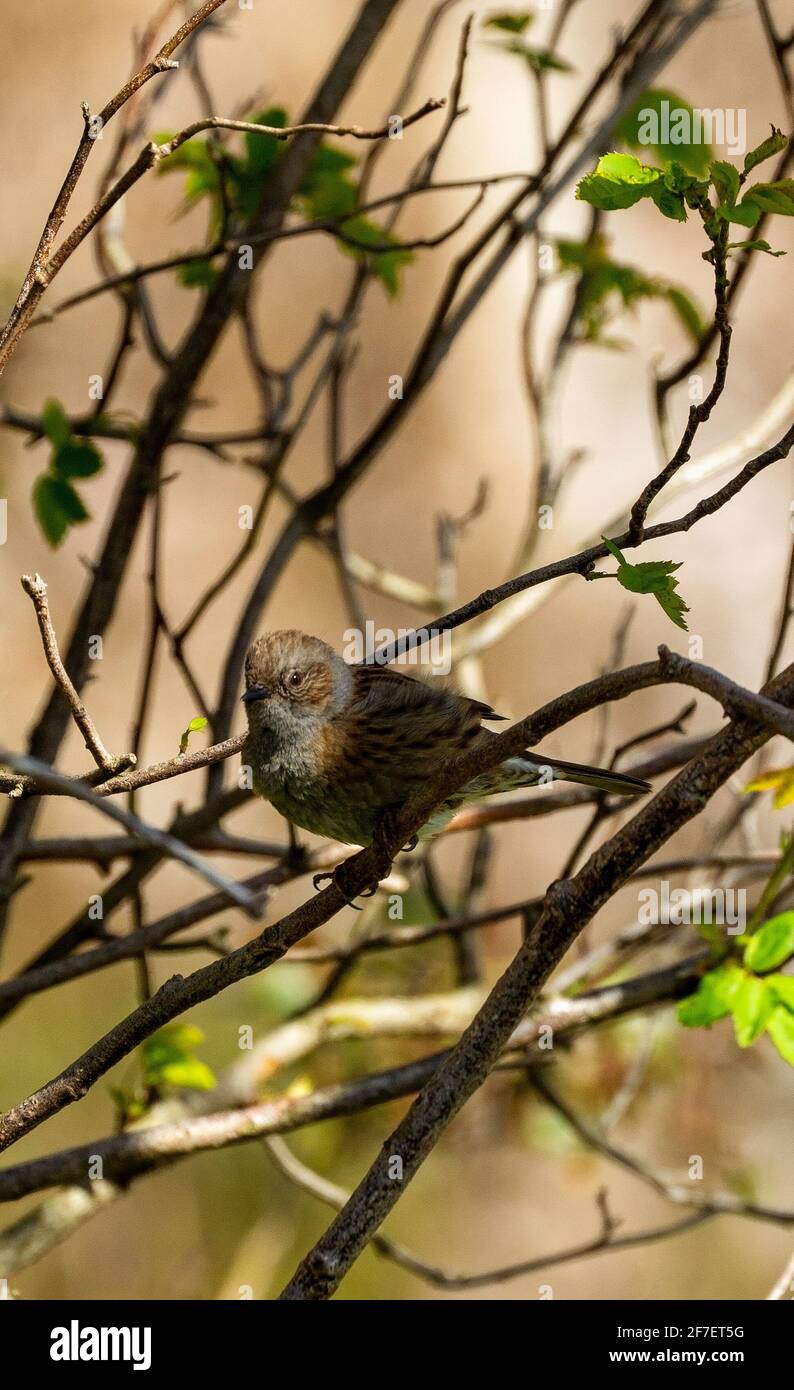 Eurasian Wren standing on a branch, Edinburgh, Scotland, UK Stock Photo ...
