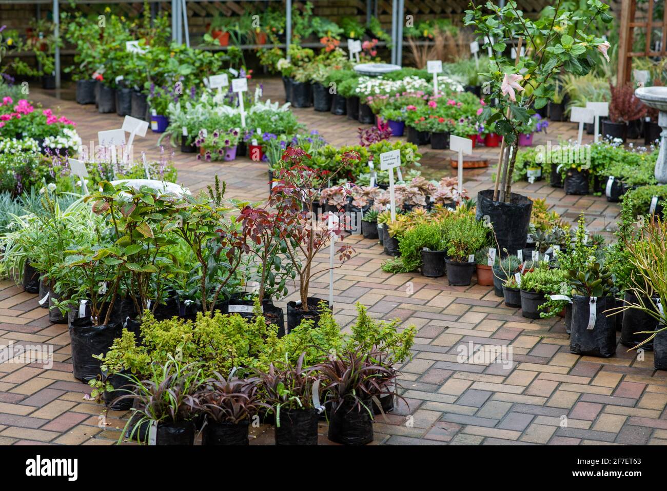 Assortment of plants hi-res stock photography and images - Alamy