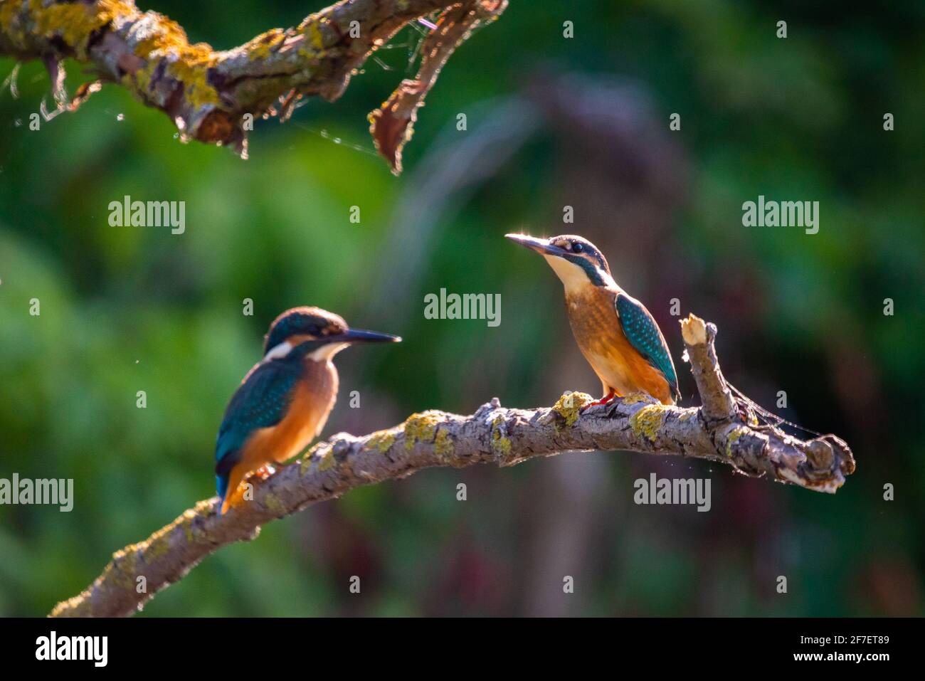 Common European Kingfisher or Alcedo atthis sits on a stick above the ...