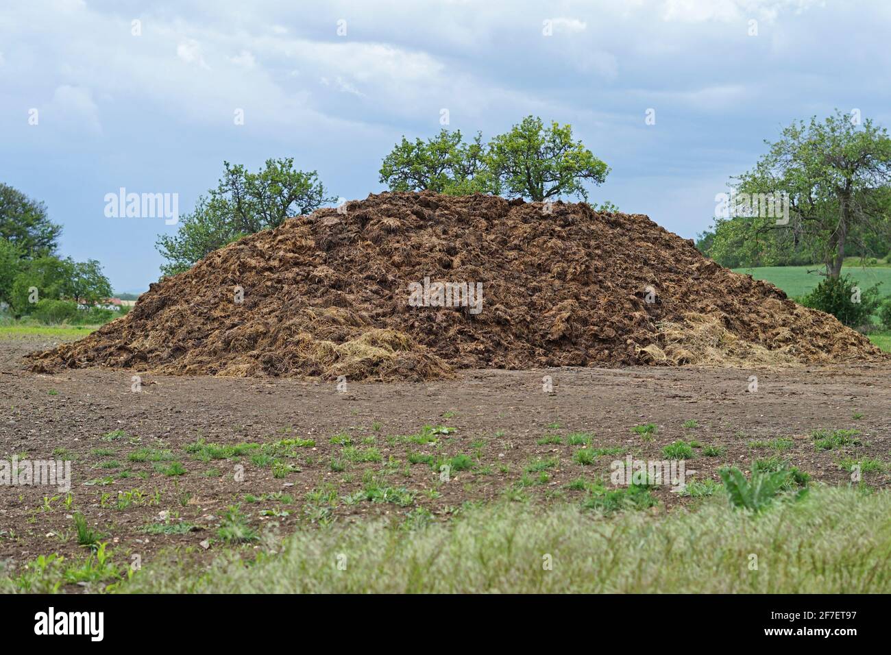 Manure pile help decompose faster and keep it drier, agriculture ...