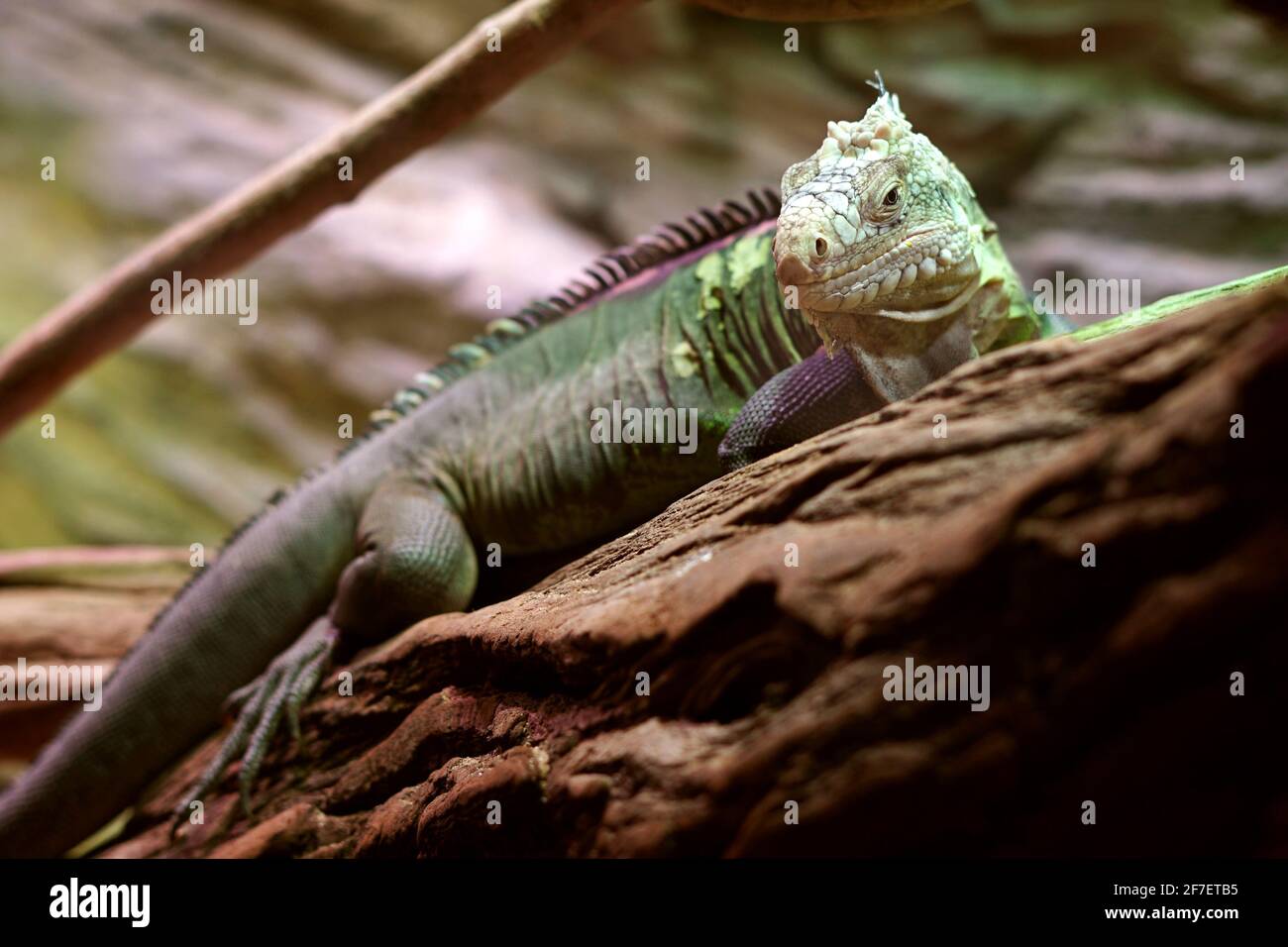 Cyclura nubila hi-res stock photography and images - Alamy