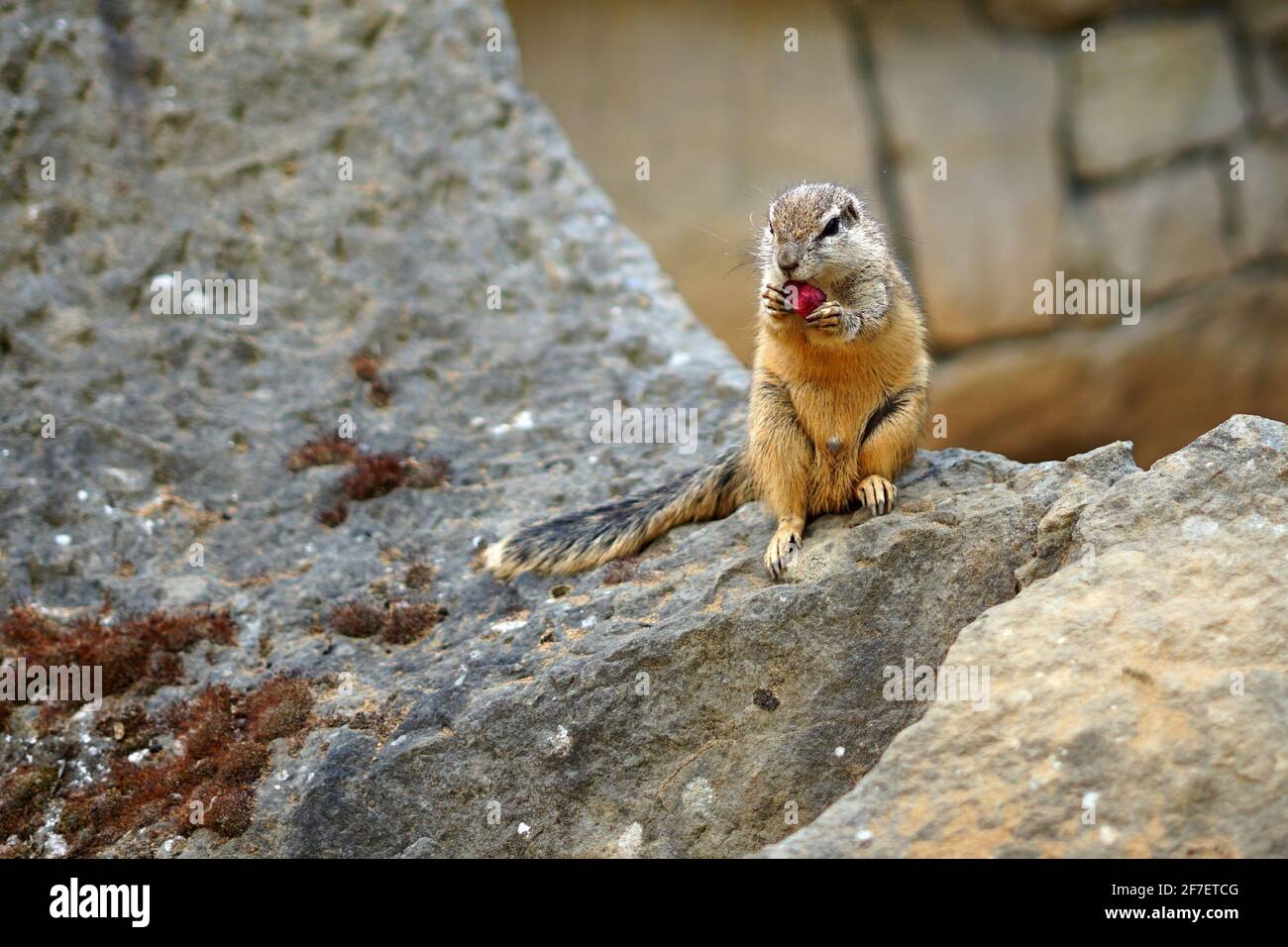 Cape ground squirrel (Xerus inauris) eating strawberry fruit on stone ...