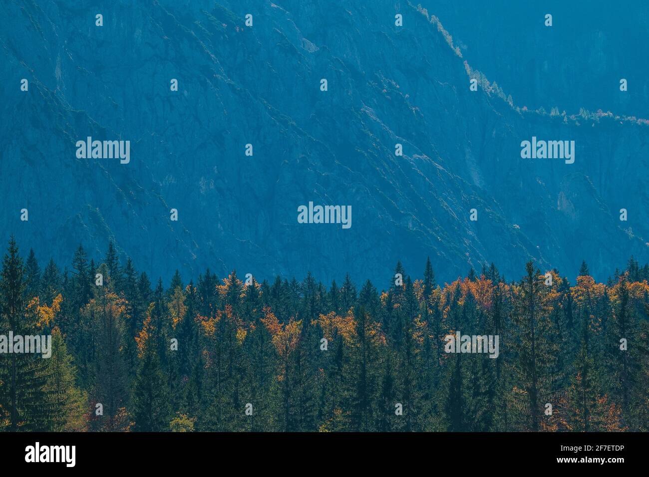 A row of trees forming a line of forest in autumn with fir and larches ...