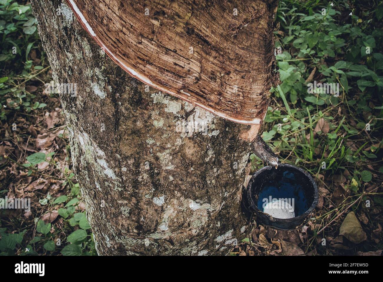 Rubber tree (Hevea brasiliensis) which produces latex. Using knife a ...