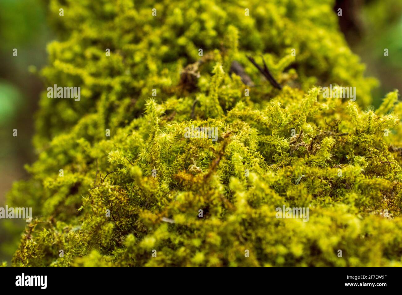 Fern moss, (genus Thuidium), any of several species of plants that form ...