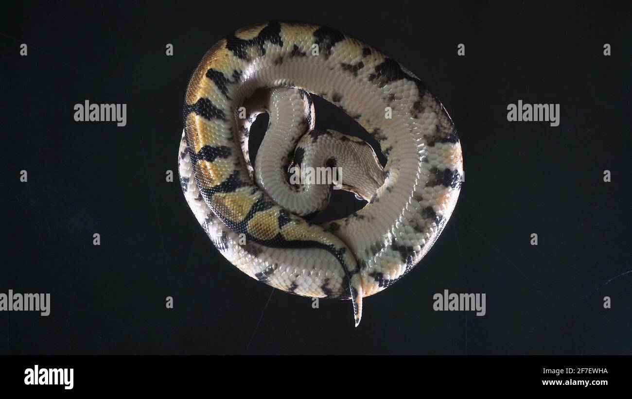 Royal phyton hi-res stock photography and images - Alamy