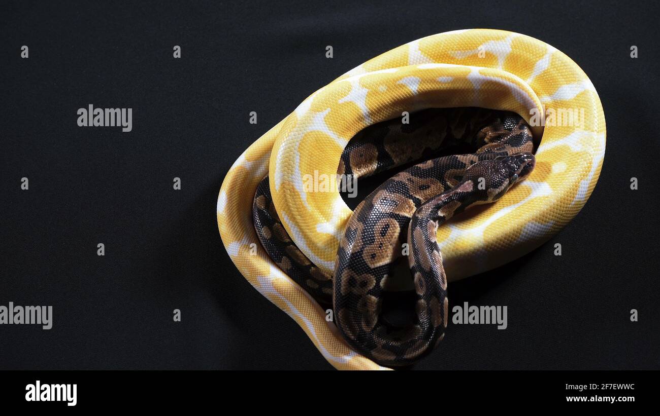 Baby albino snake hi-res stock photography and images - Alamy