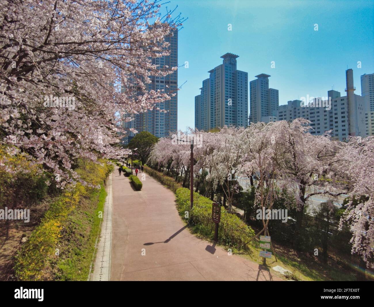 Cherry blossoms night busan city hi-res stock photography and images ...