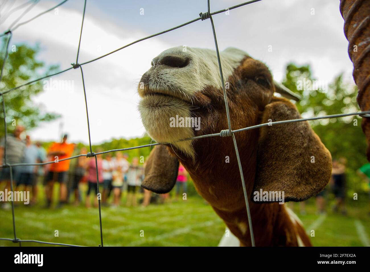 A curious goat is standing behind a metal fence. People are looking in ...