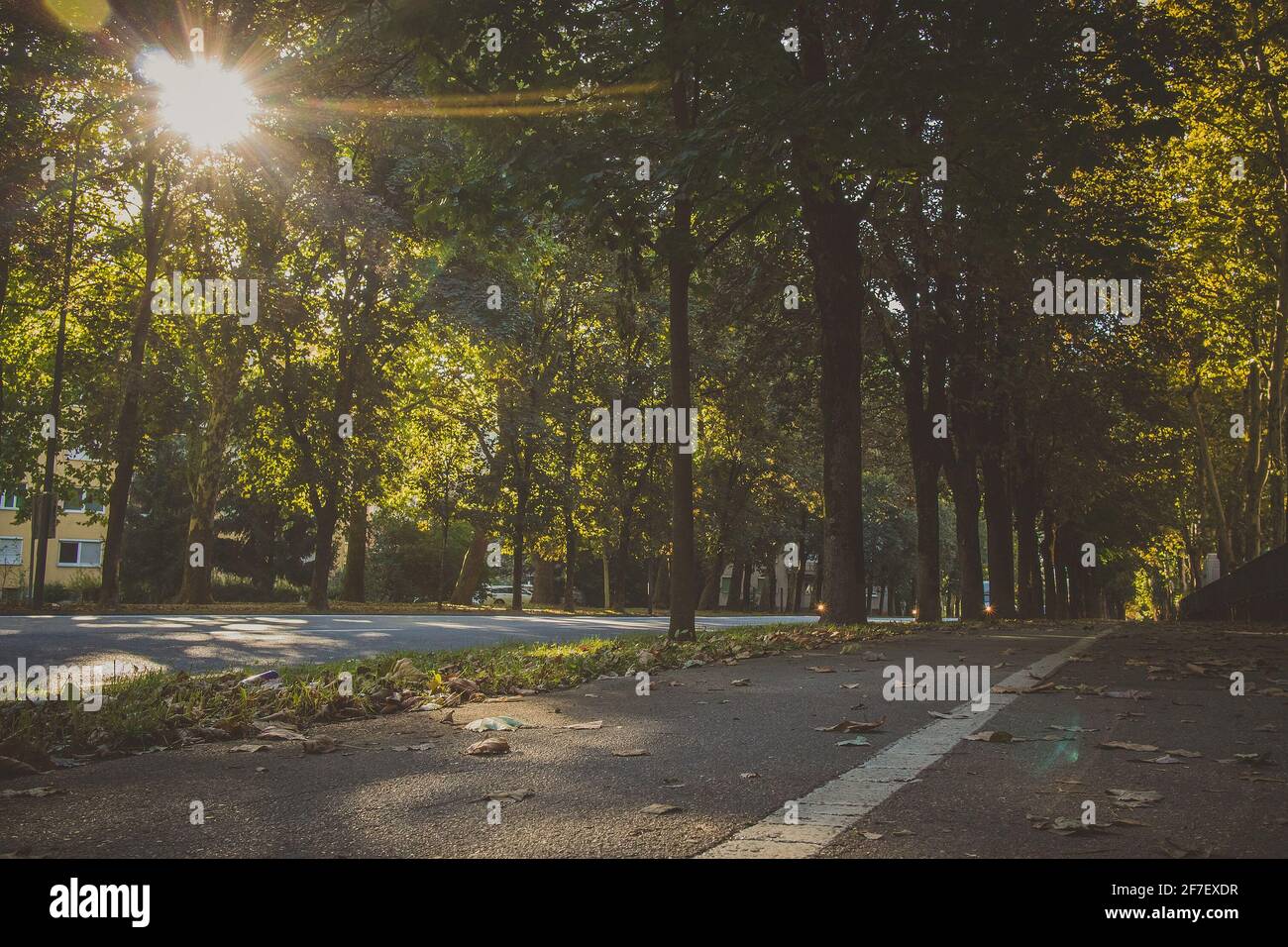 Dangerous autumn leaves on a cycle or bicycle path on an avenue in the ...