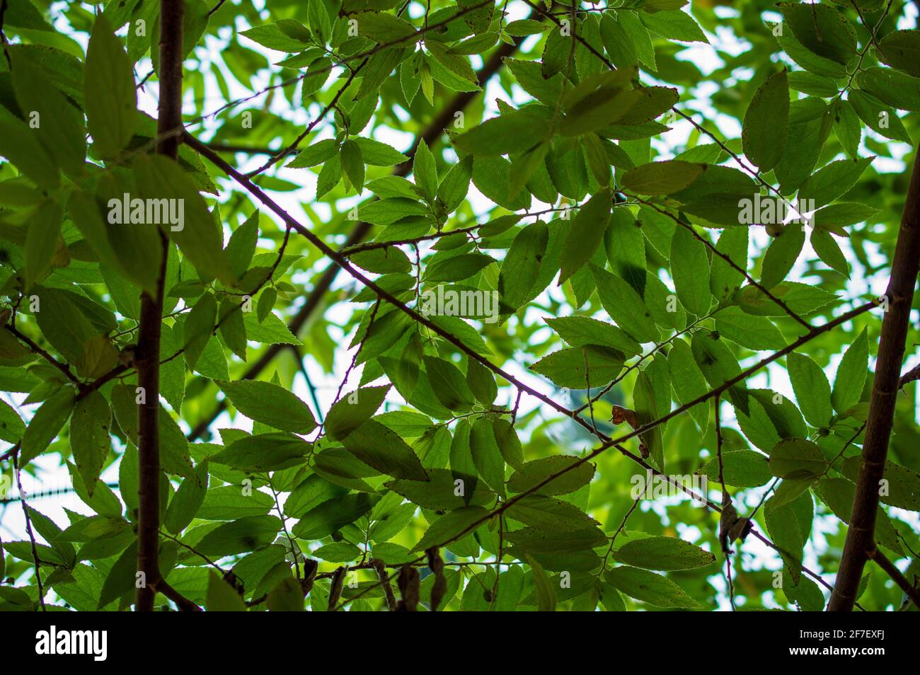 wild trees are the unwanted trees grown in the soil. They are as ...