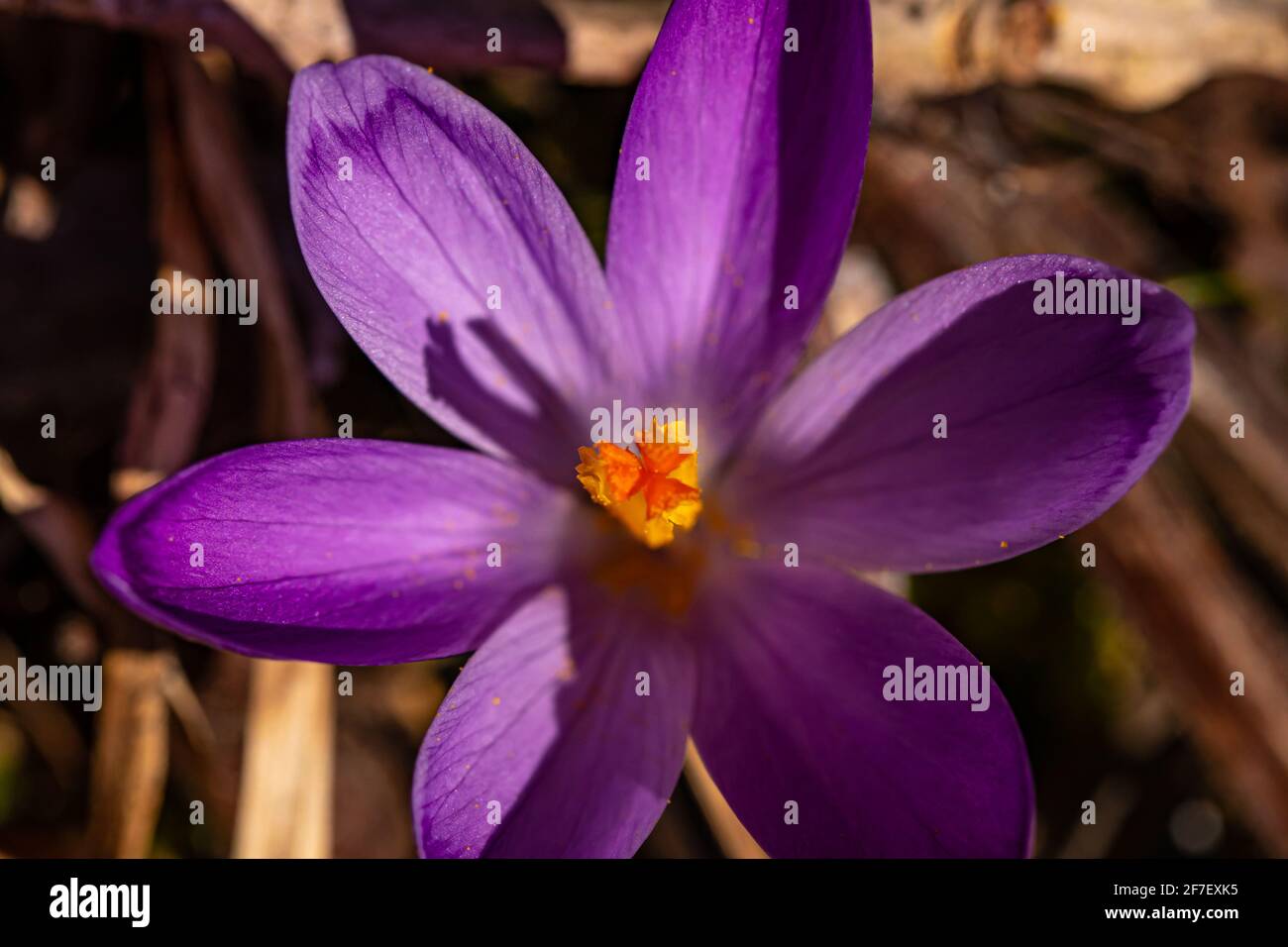 Crocus plant in the forest Stock Photo - Alamy