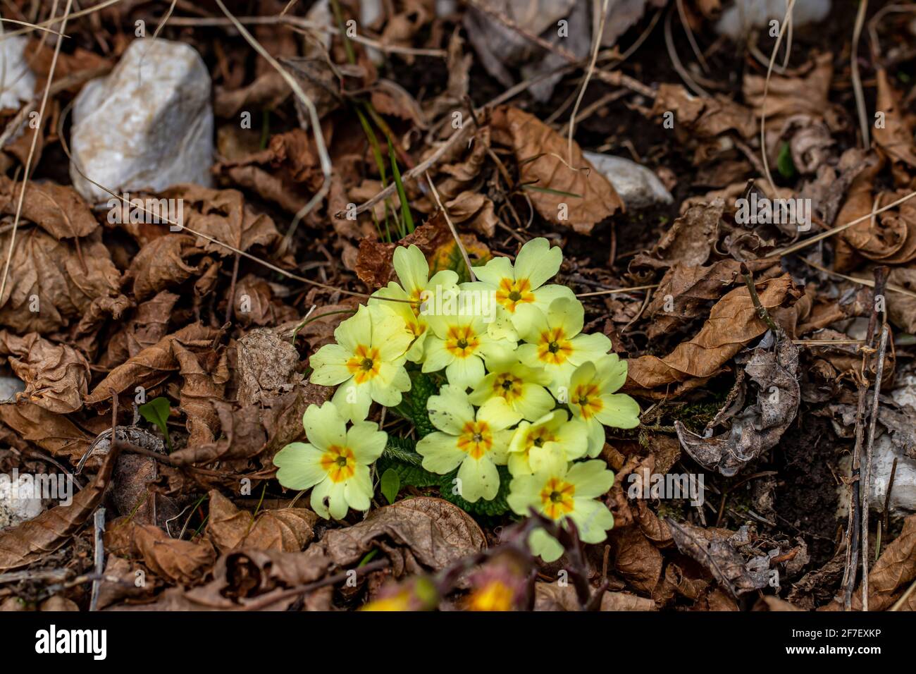 A bunch of primroses in the forest, morning Stock Photo - Alamy