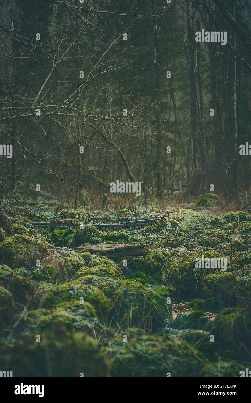 Scary enchanted forest with green moss on the ground covered with ...