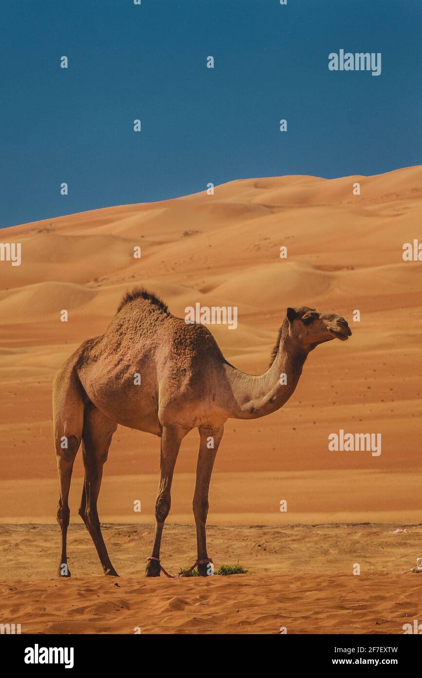 A camel in an arabian desert under a deep rich blue sky Stock Photo - Alamy