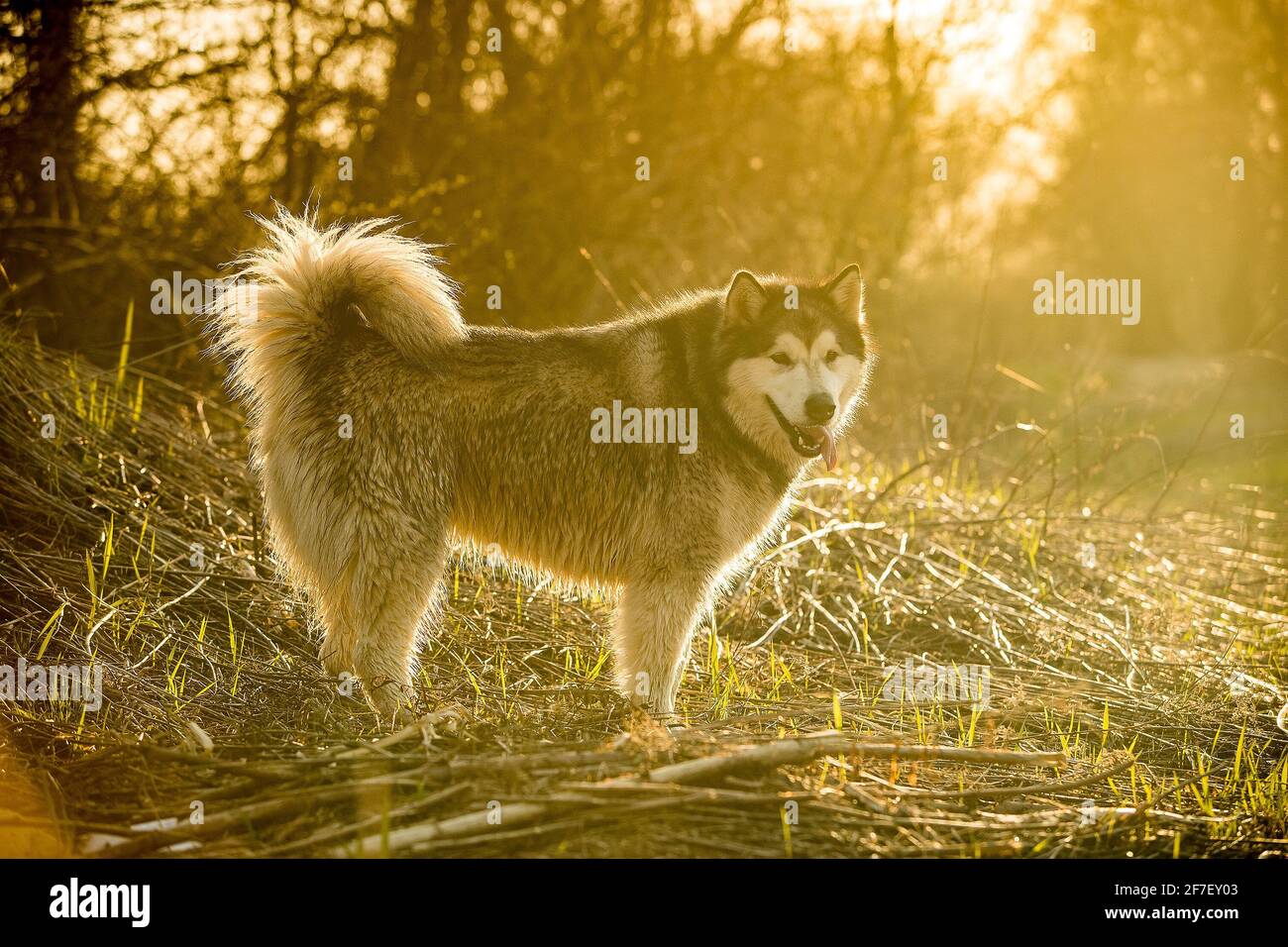 Siberian husky sunset siberian husky hi-res stock photography and ...