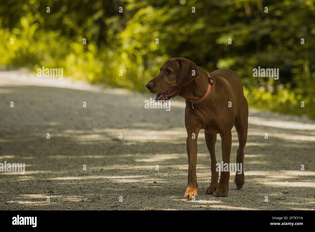 Brown dog is lost and wandering around in a sunny forest. Dog looking ...