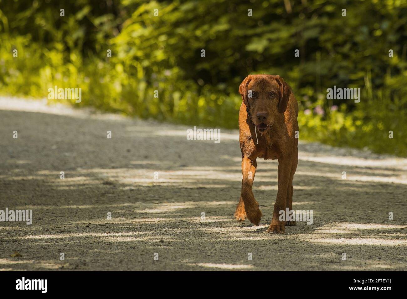 Brown dog is lost and wandering around in a sunny forest. Dog looking ...