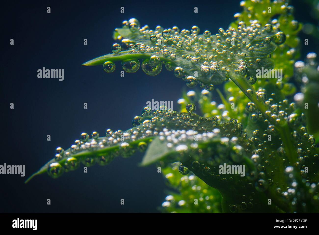 Air bubbles on a green plant underwater. Macro photo of multiple air ...