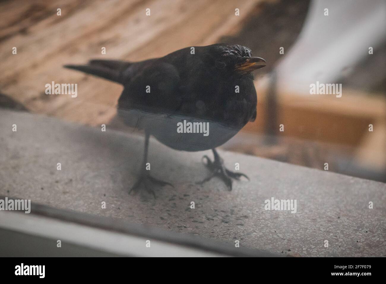 A blackbird sitting on a concrete shelf and looking through room window ...