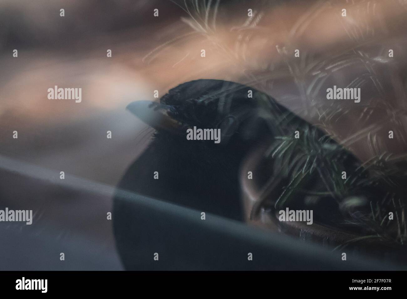 A blackbird sitting on a concrete shelf and looking through room window ...