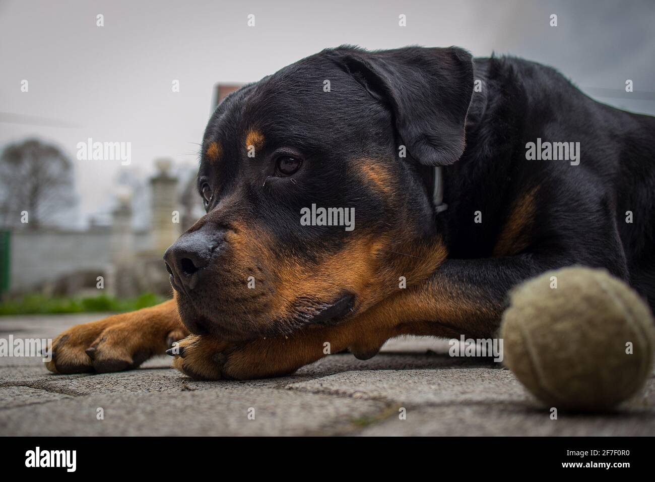 Cute black and brown Rottweiler dog is lying on the tiled concrete ...