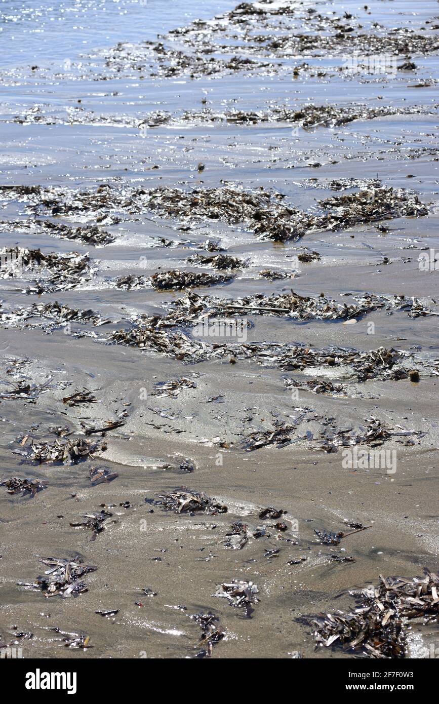 Mediterranean beach detail with sand, shells, driftwood under high sun ...
