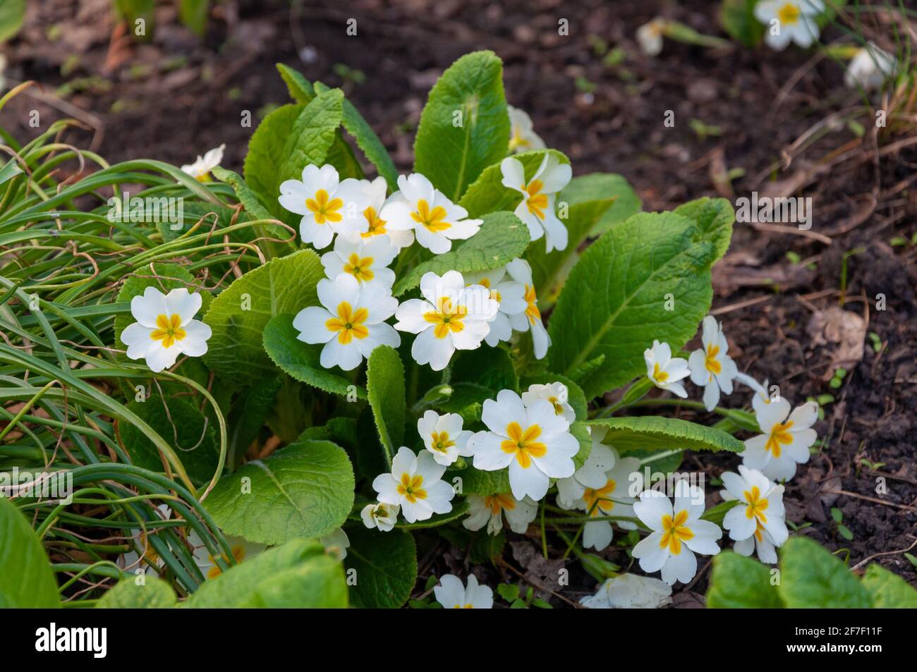 Spring Fresh White Primrose Blooming In Garden. Flowering Primrose ...