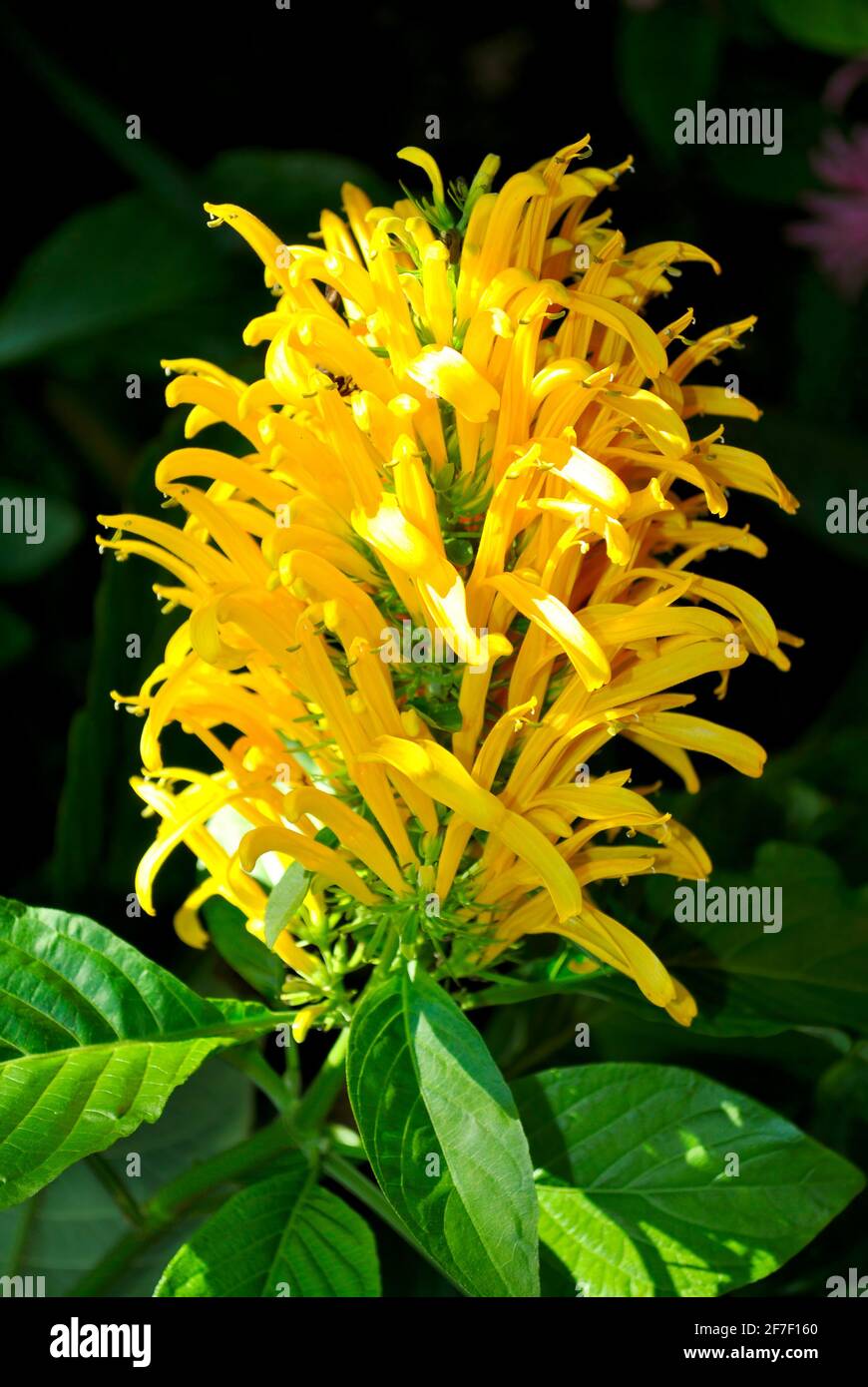 Brazilian plume flamingo plant jacobinia justicia hi-res stock ...