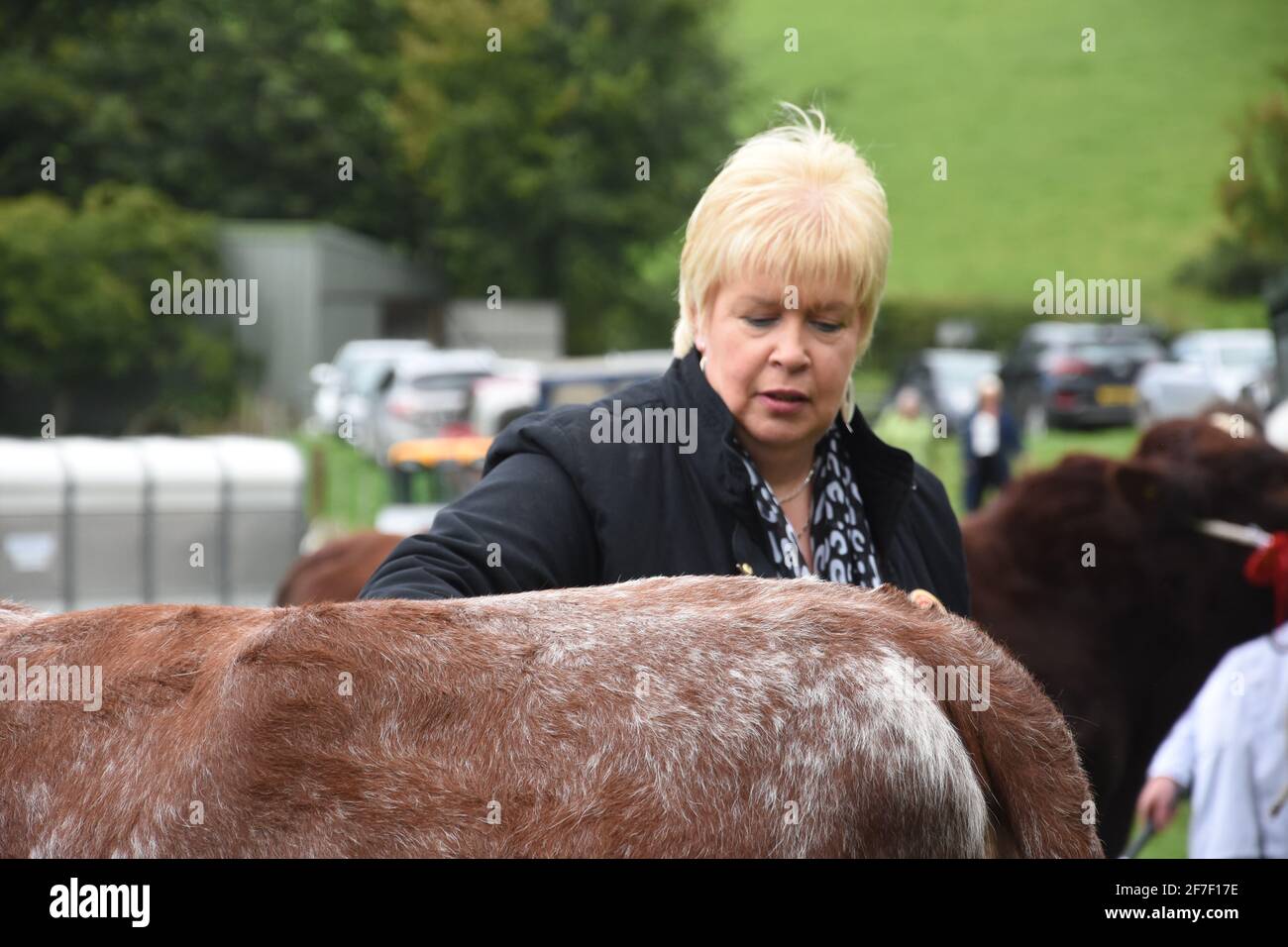Judging Cattle, Straition, Ayrshire Stock Photo - Alamy