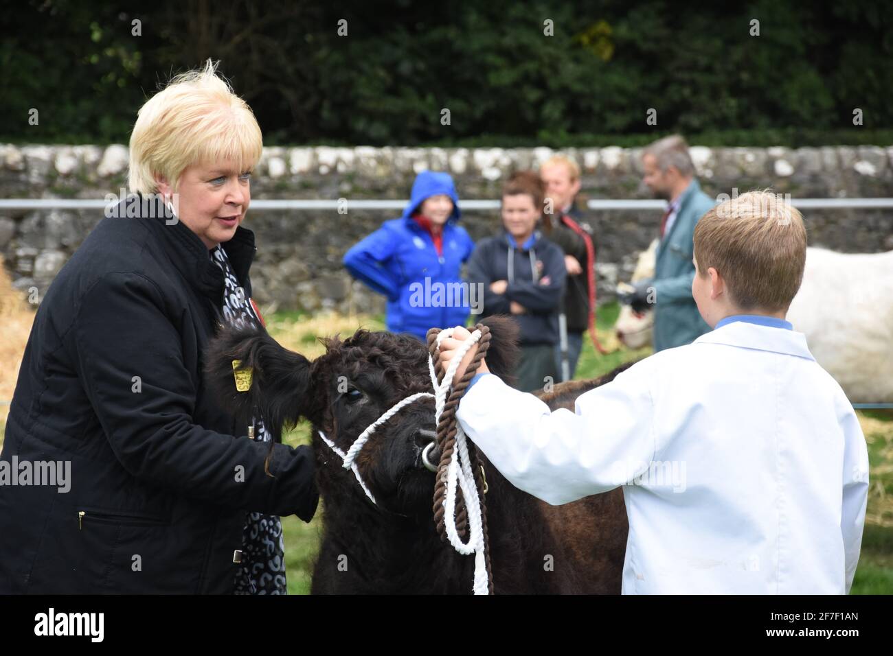 Judging Cattle, Straition, Ayrshire Stock Photo - Alamy