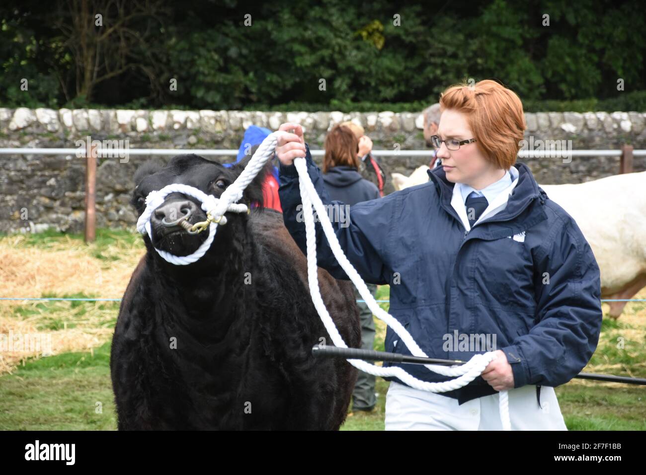 Judging Cattle, Straition, Ayrshire Stock Photo - Alamy