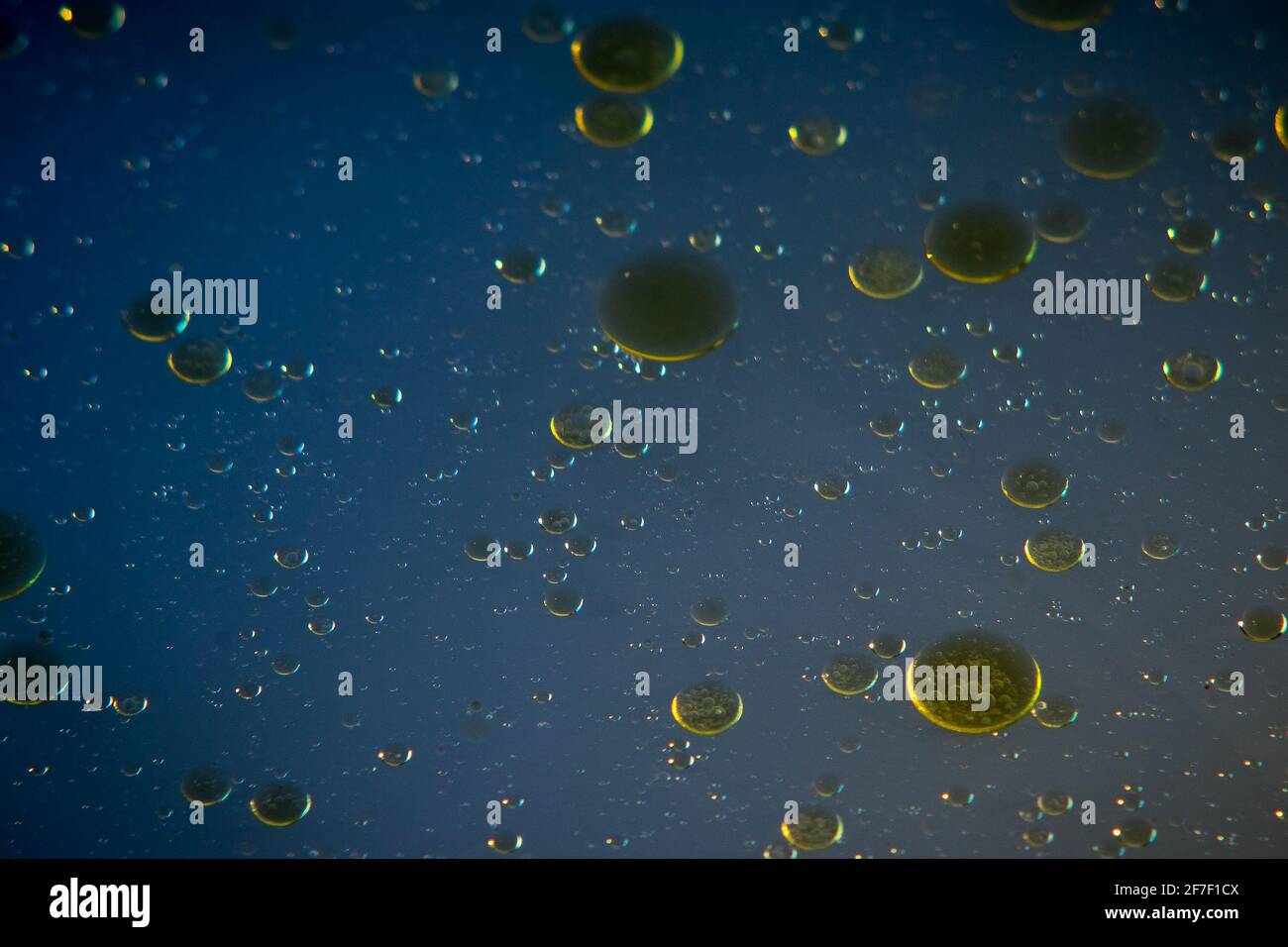 Small yellow oil drops droplets floating in a blue water like substance ...