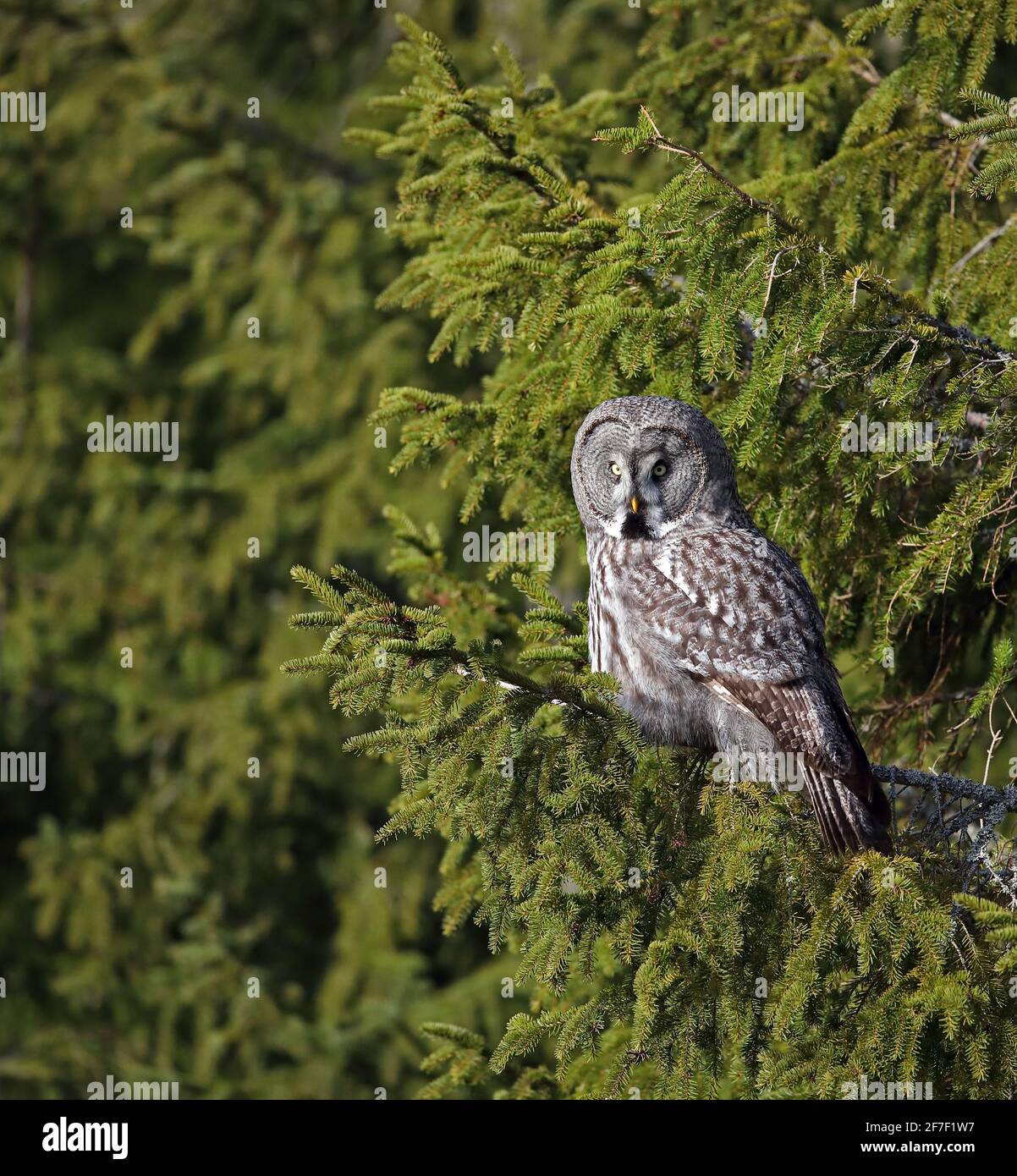 Owl sitting spruce hi-res stock photography and images - Alamy
