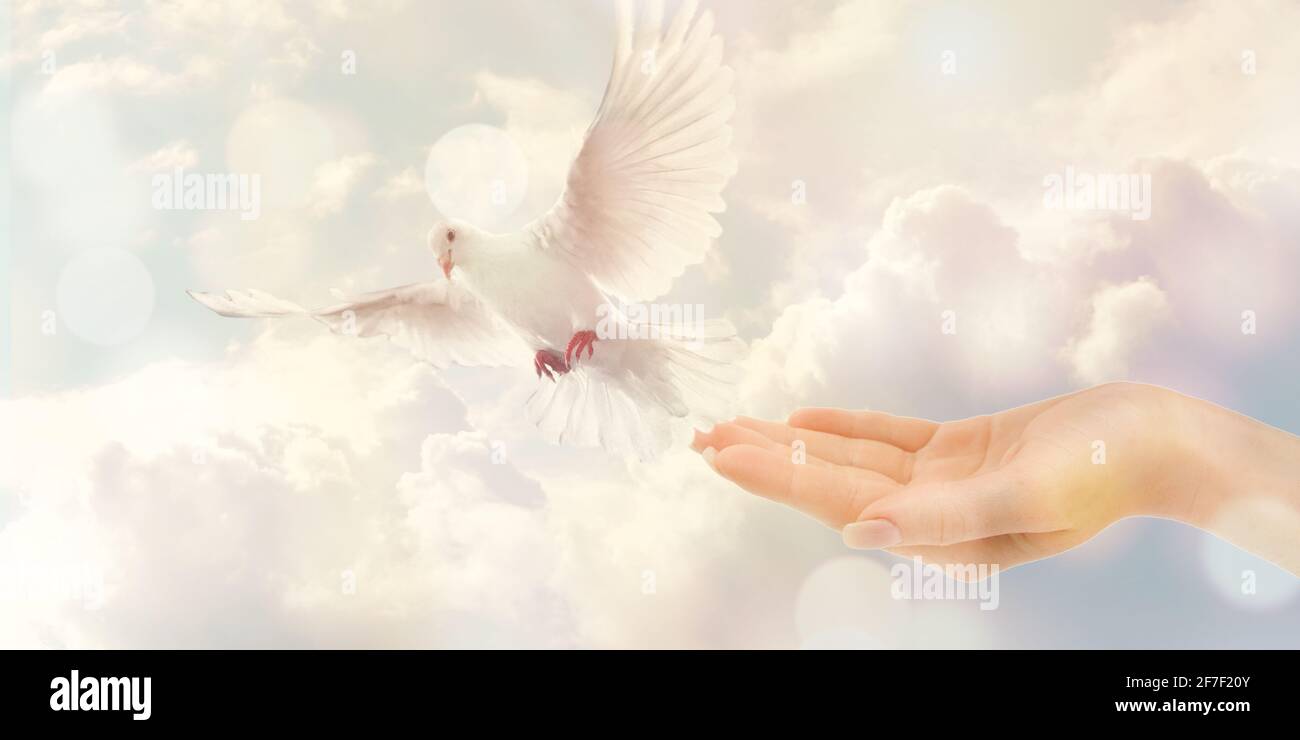 Pigeon white flying hand hi-res stock photography and images - Alamy