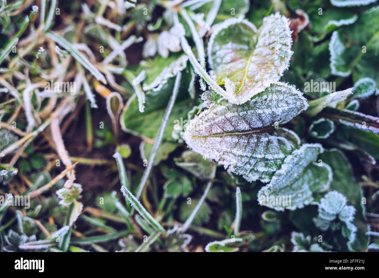 Abstract green leaves covered with hoarfrost background. Nature ...